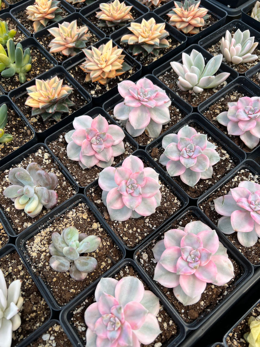 Echeveria Purple Delight Variegated - April Farm/Rare Succulents