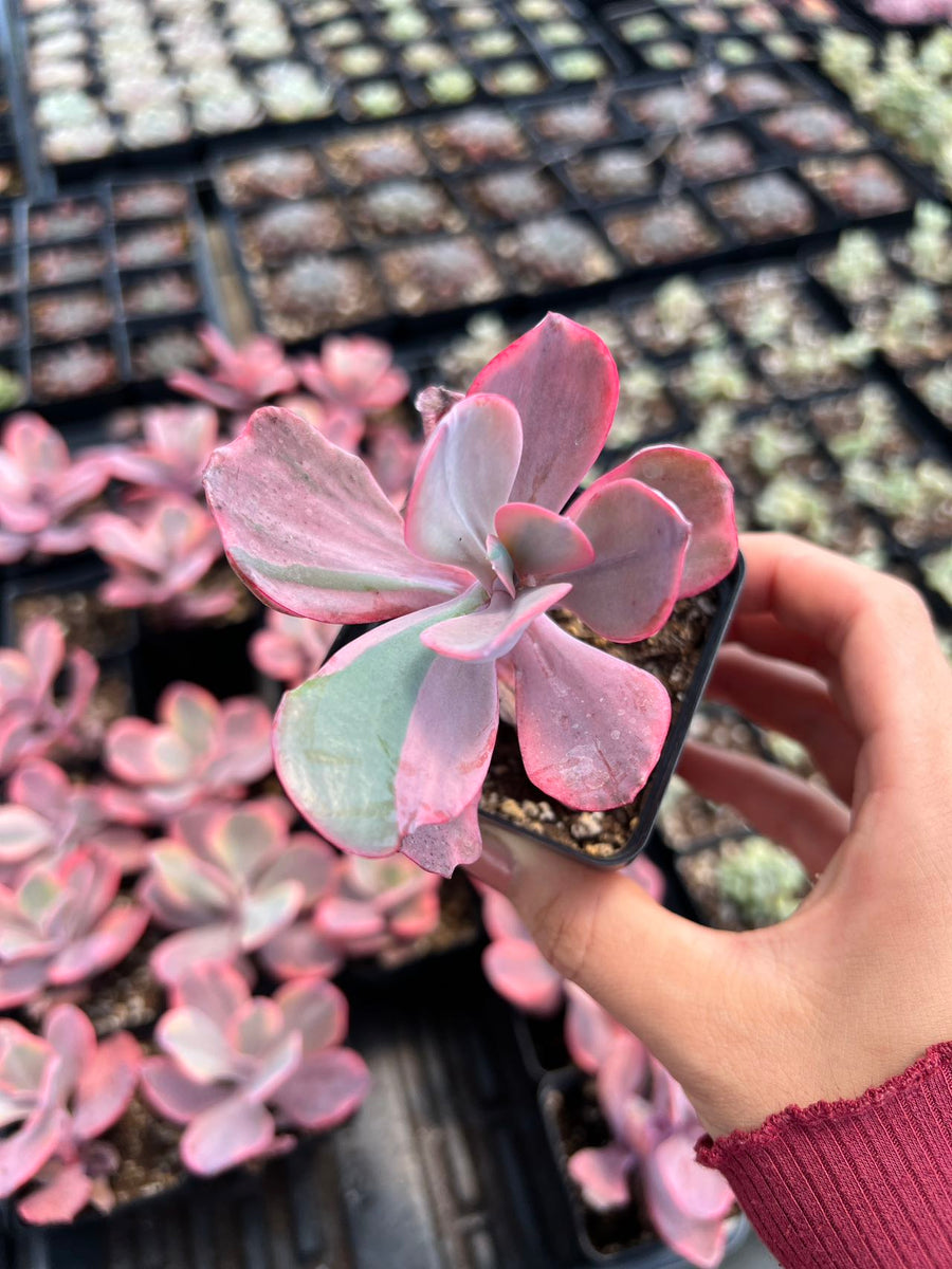 Echeveria Angel Wing single head - April Farm/Rare Succulents