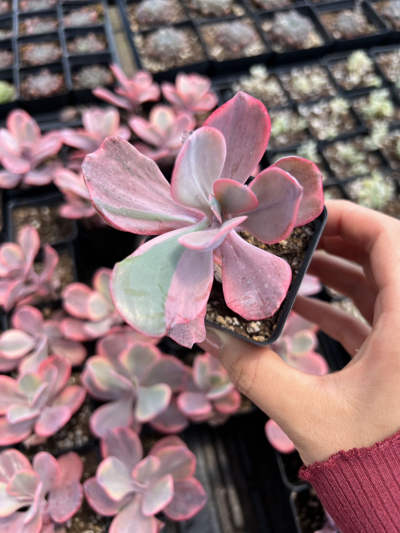 Echeveria Angel Wing single head - April Farm/Rare Succulents
