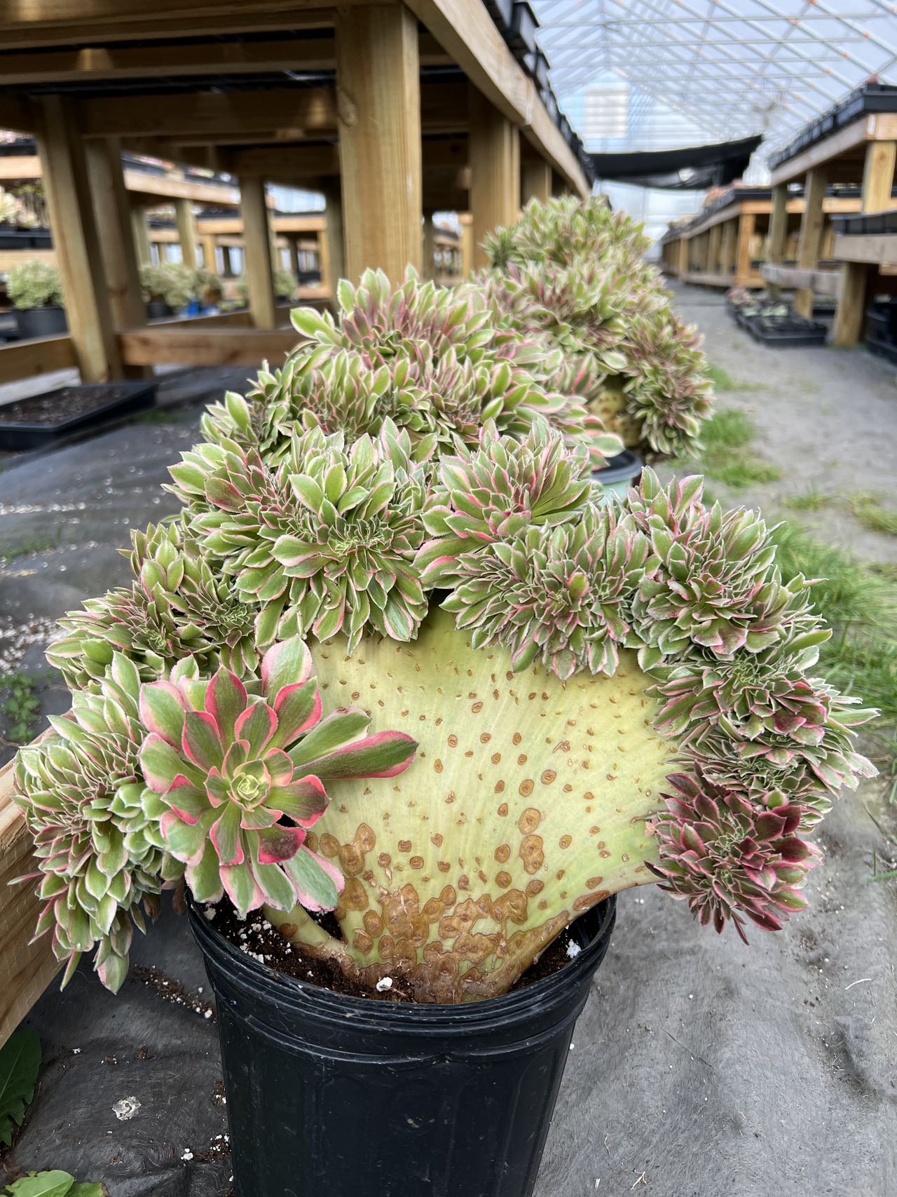 Aeonium Pink Witch Large Crested - April Farm/Rare Succulents