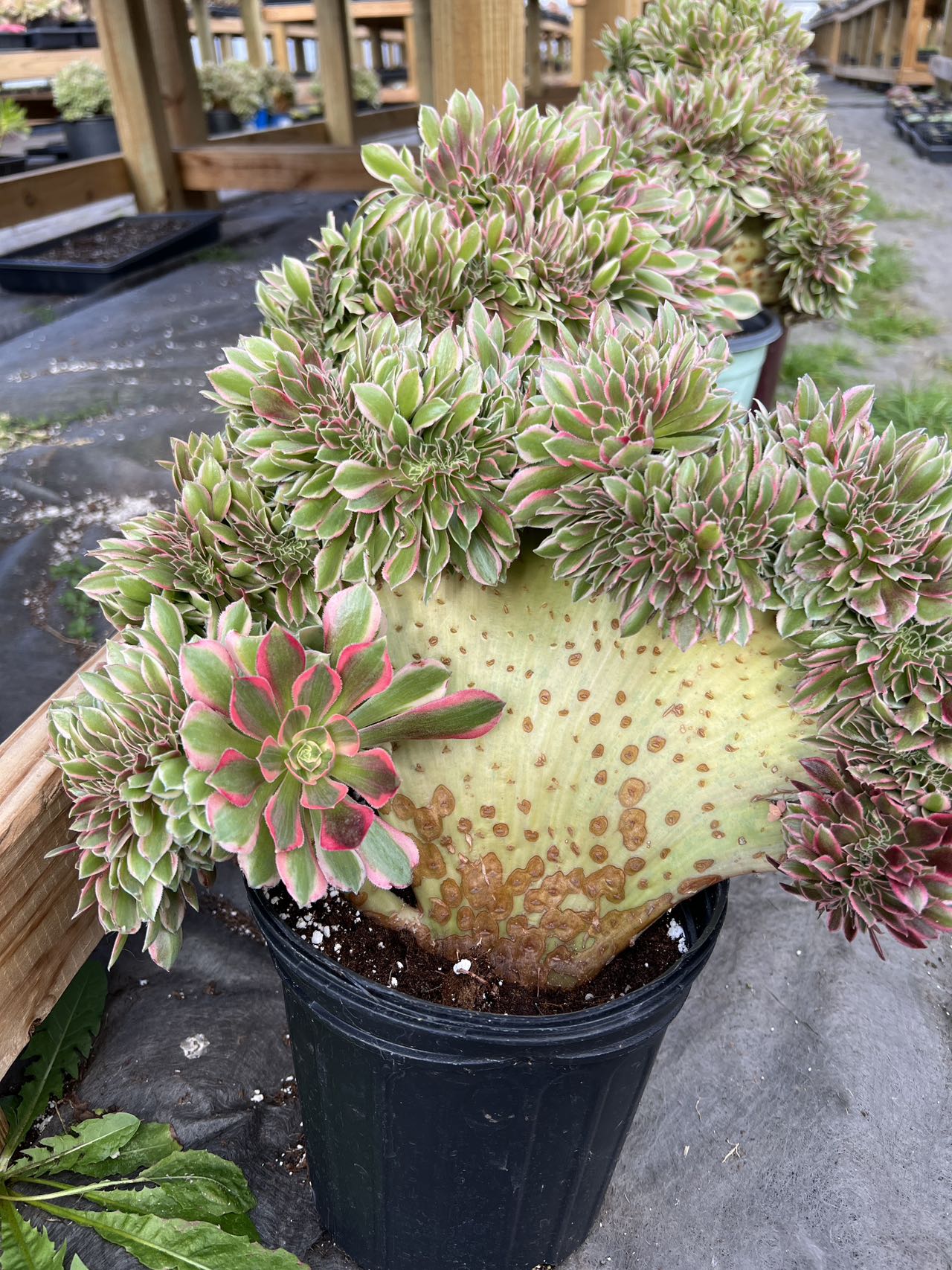 Aeonium Pink Witch Large Crested - April Farm/Rare Succulents
