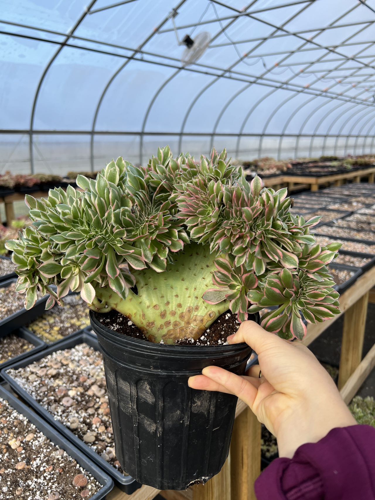 Aeonium Pink Witch Large Crested - April Farm/Rare Succulents