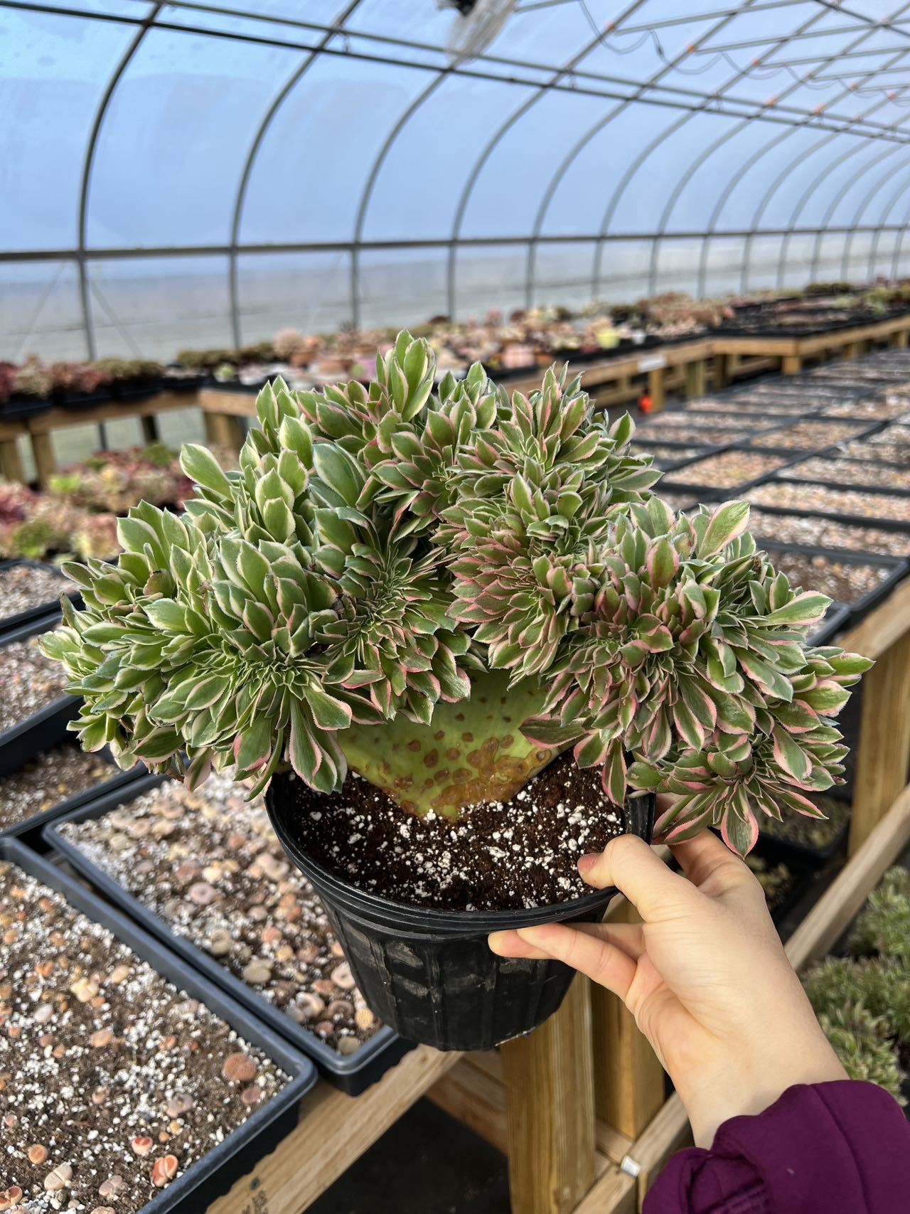 Aeonium Pink Witch Large Crested - April Farm/Rare Succulents