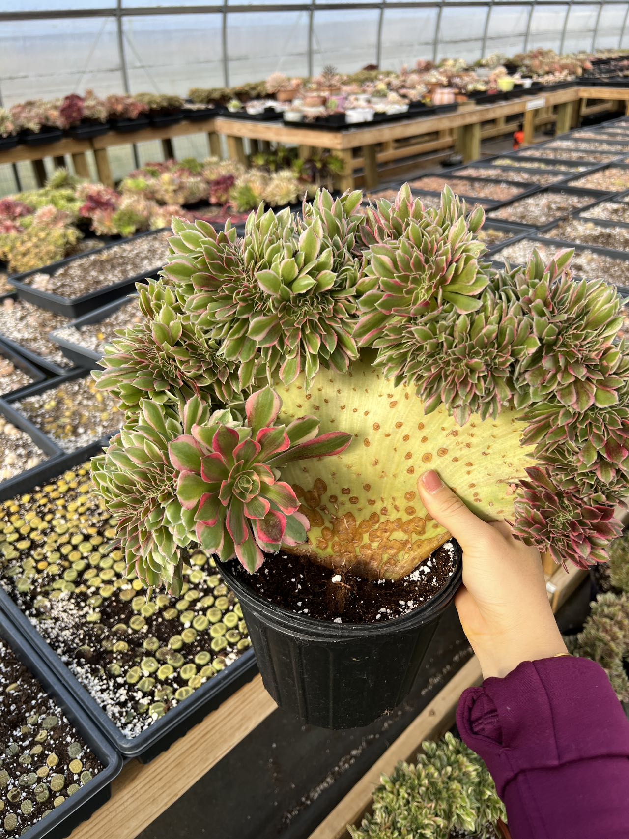 Aeonium Pink Witch Large Crested - April Farm/Rare Succulents