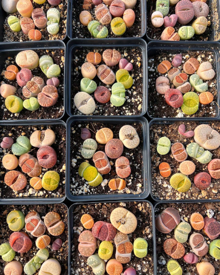 Colorful Assorted Lithops sp - April Farm/Rare Succulents