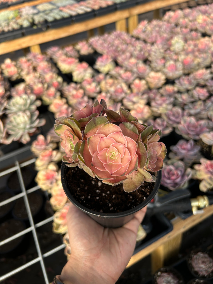 Aeonium Variegated Pink Whisper Cluster - April Farm/Rare Succulent