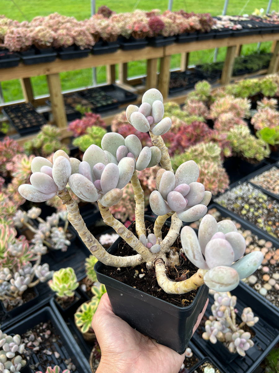 Pachyphytum Cheese large cluster - April Farm/Rare Succulents