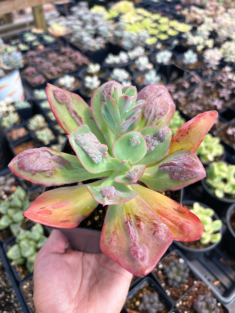 Echeveria Baron Bold - April Farm/Rare Succulent