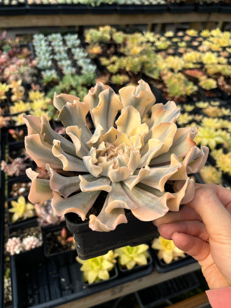 Echeveria 'Liberia' Variegated (1) - April Farm/Rare Succulent