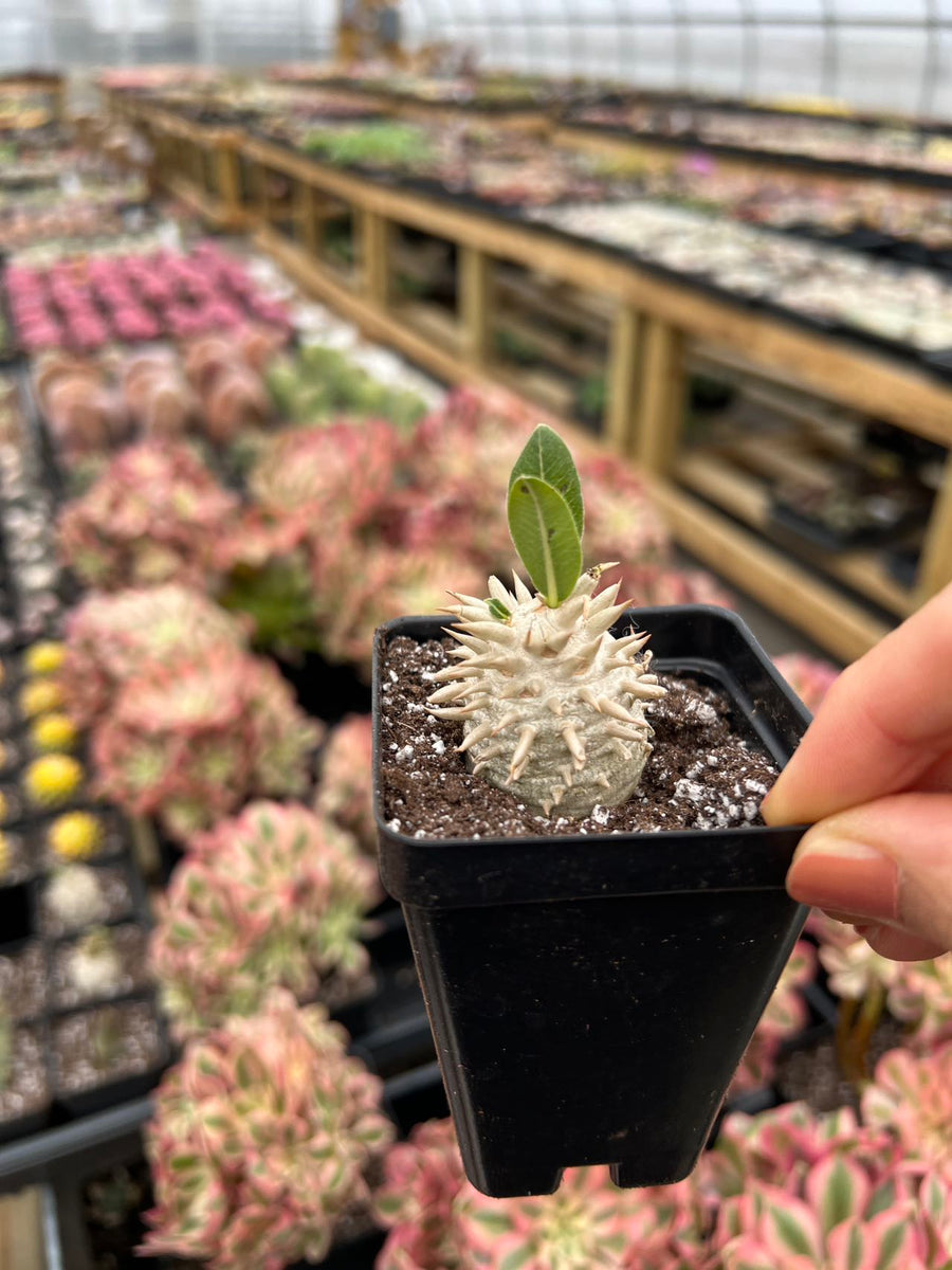 Pachypodium brevicaule x p.densiflorum - April Farm/Rare Succulents
