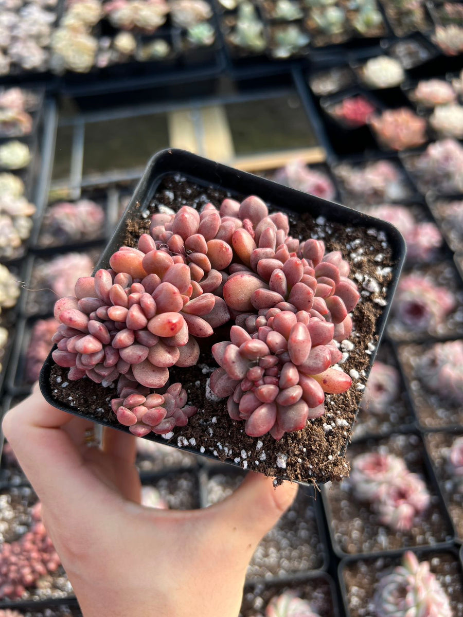 Echeveria Shannel Crested - April Farm/Rare Succulents