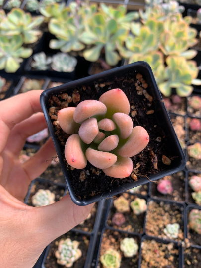 Graptoveria Ruby Donna - April Farm/Rare Succulents