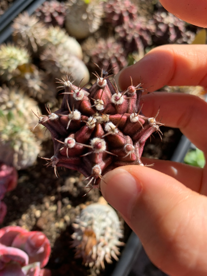 Cactus black dumshi - April Farm/Rare Succulents