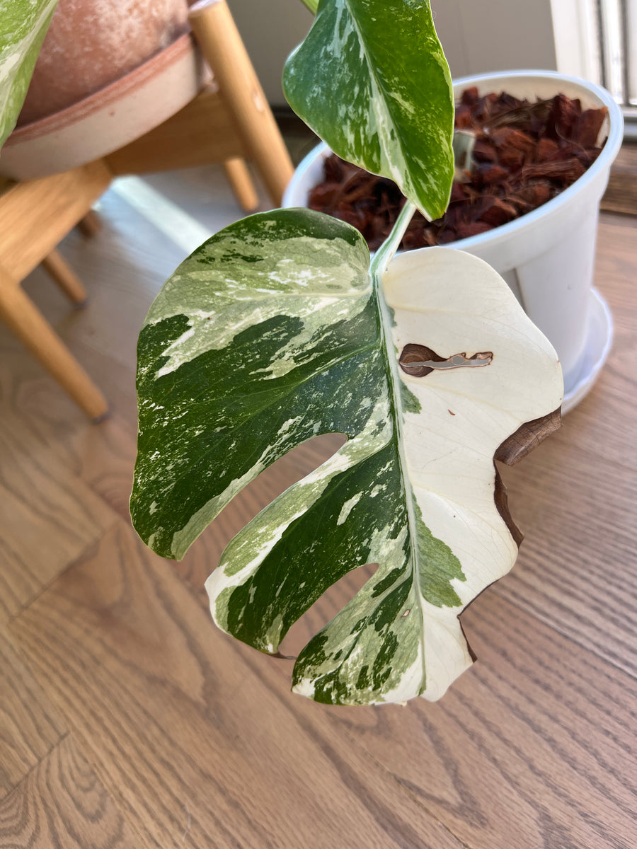Variegated Monstera Albo - April Farm/Rare Succulents