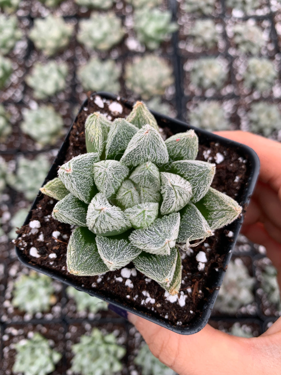 Haworthia White Fox - April Farm/Rare Succulents
