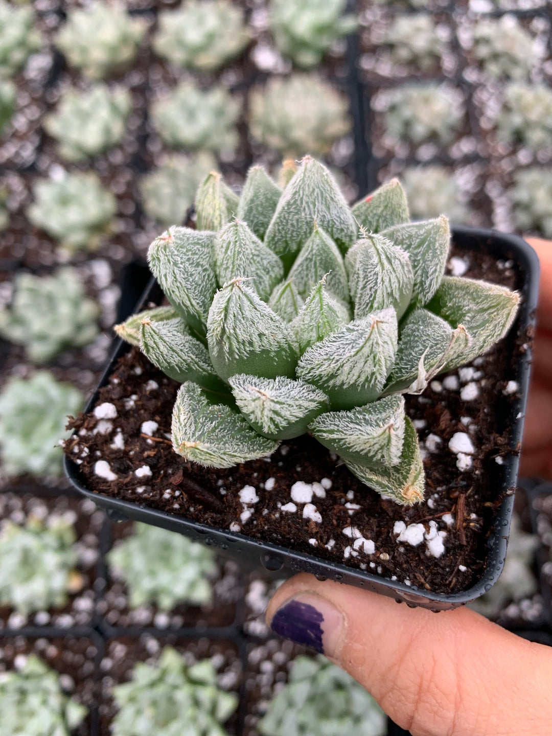 Haworthia White Fox - April Farm/Rare Succulents