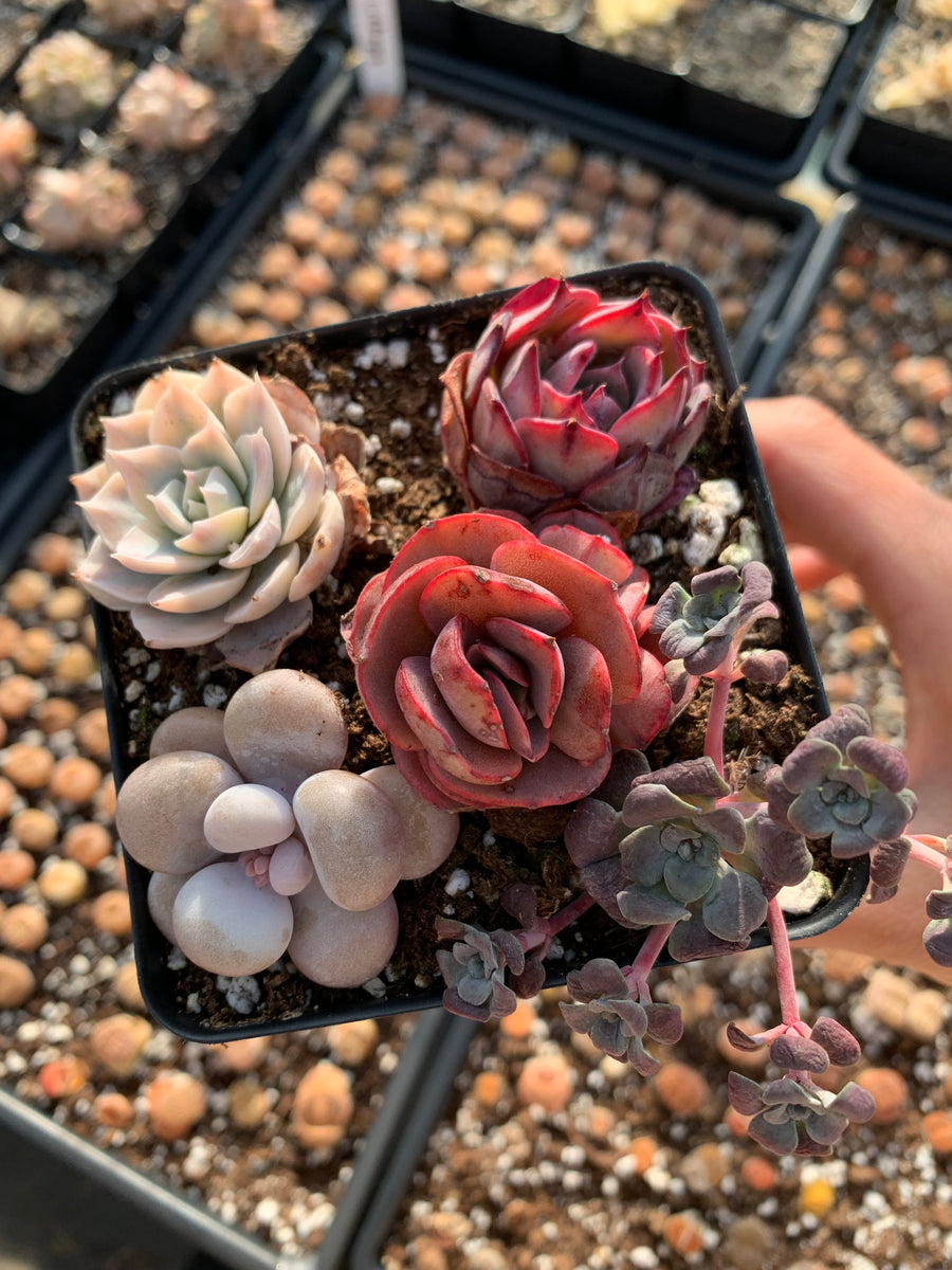Succulent combo H - April Farm/Rare Succulents