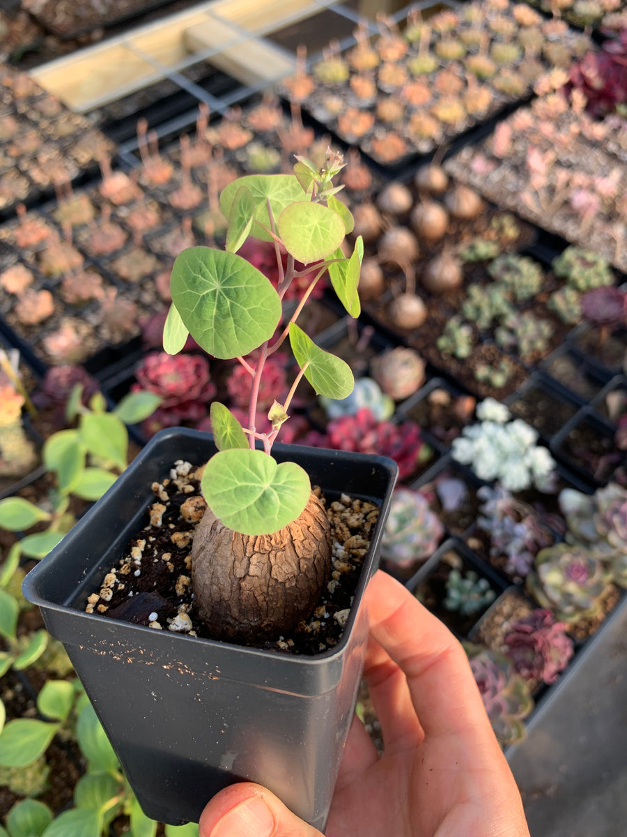 Stephania erecta (3-4cm) - April Farm/Rare Succulents