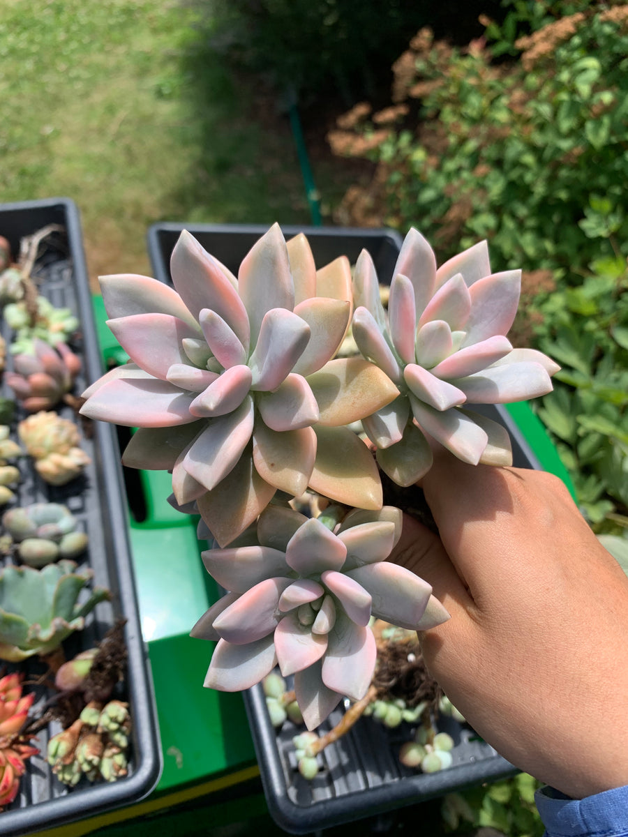 Graptoveria Victor Kane variegated - April Farm/Rare Succulents