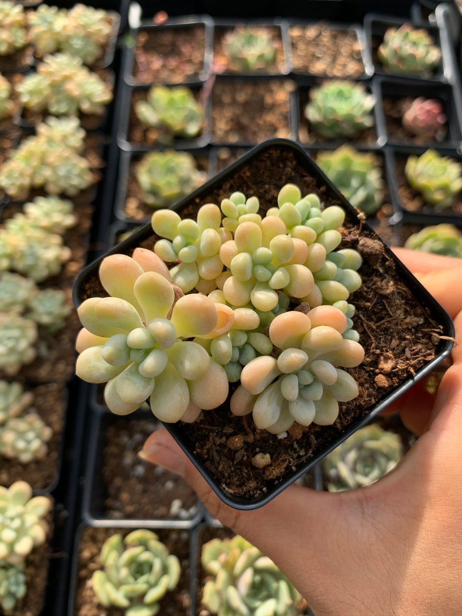 Graptosedum Rococo mini cluster - April Farm/Rare Succulents