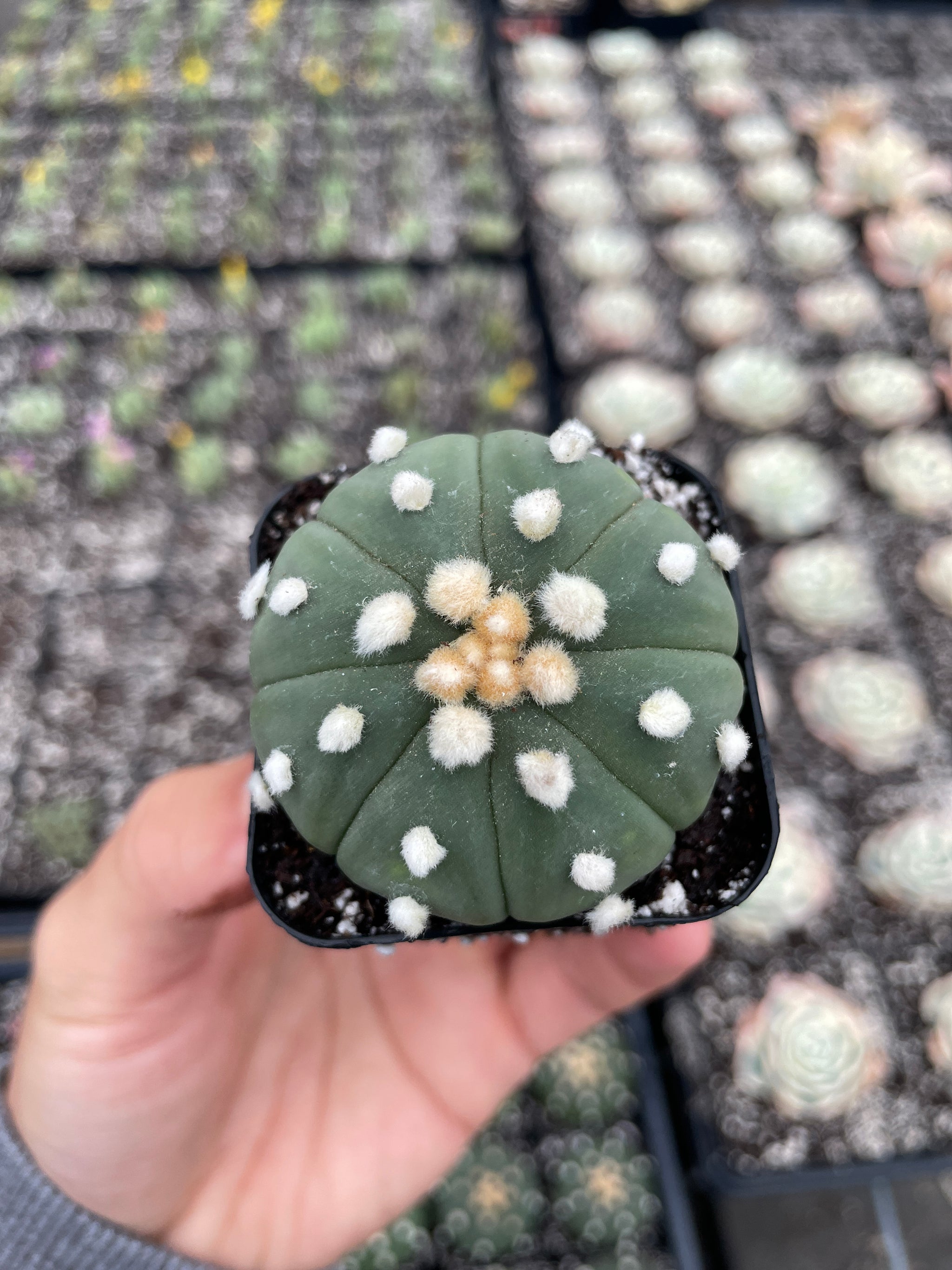 Astrophytum Myriostigma - April Farm/Rare Succulents