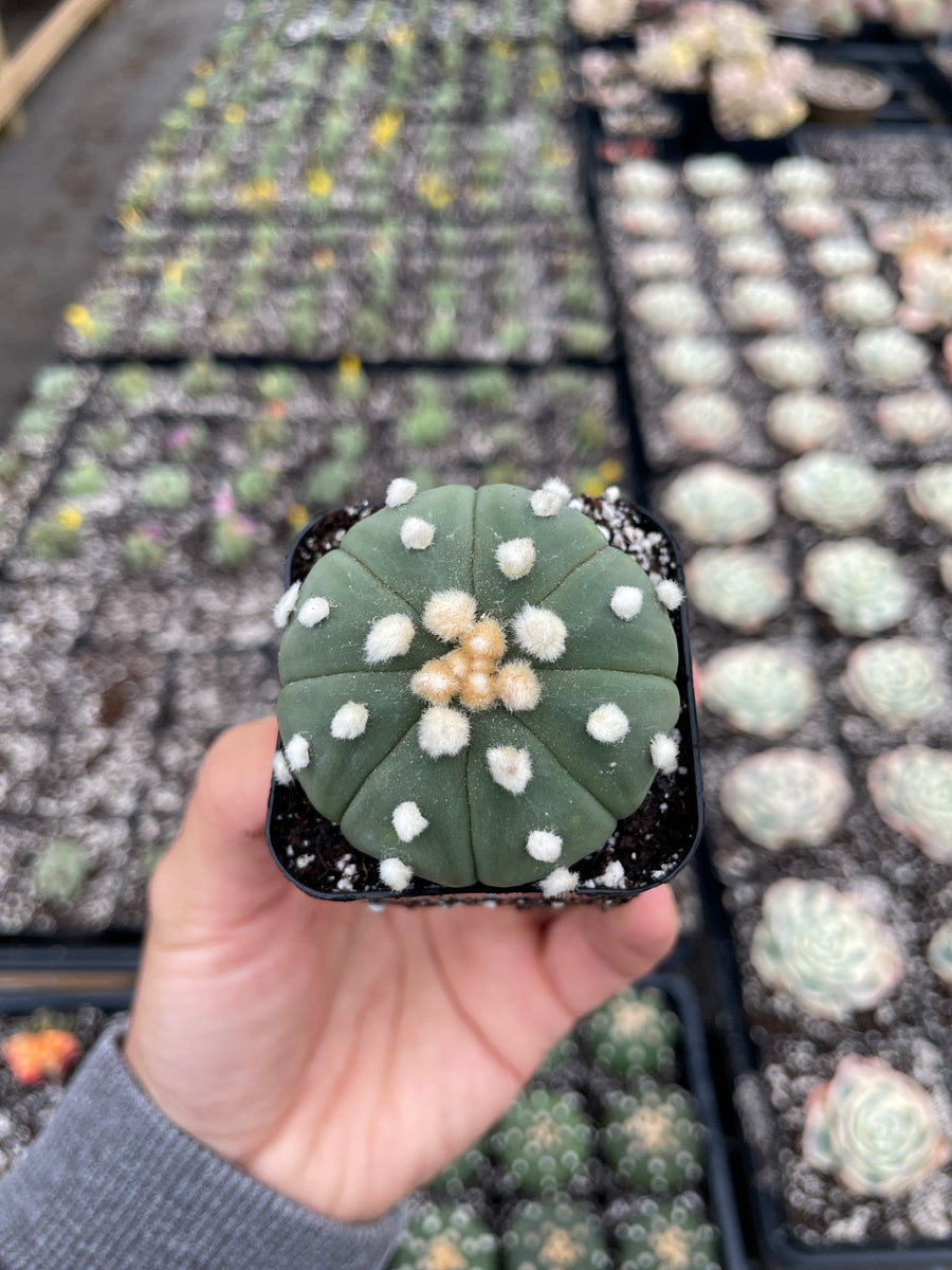 Astrophytum Myriostigma - April Farm/Rare Succulents