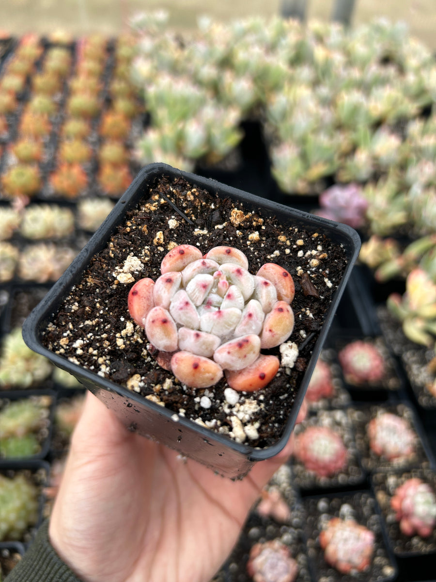 Echeveria Snow Zaragosa - April Farm/Rare Succulents