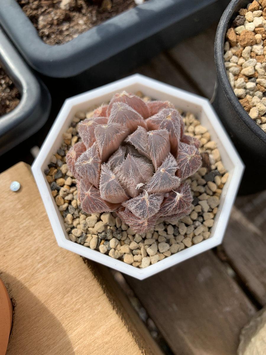 Haworthia White Fox - April Farm/Rare Succulents