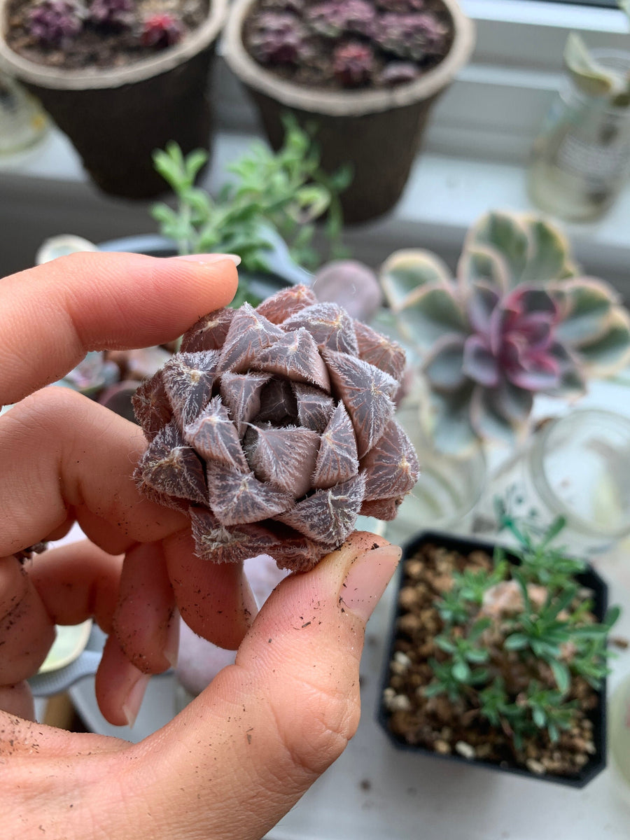 Haworthia White Fox - April Farm/Rare Succulents