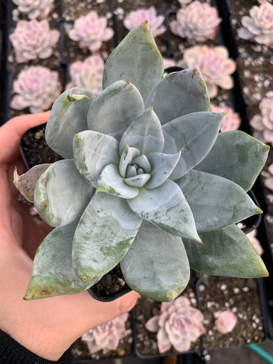 Dudleya brittonii - April Farm/Rare Succulents
